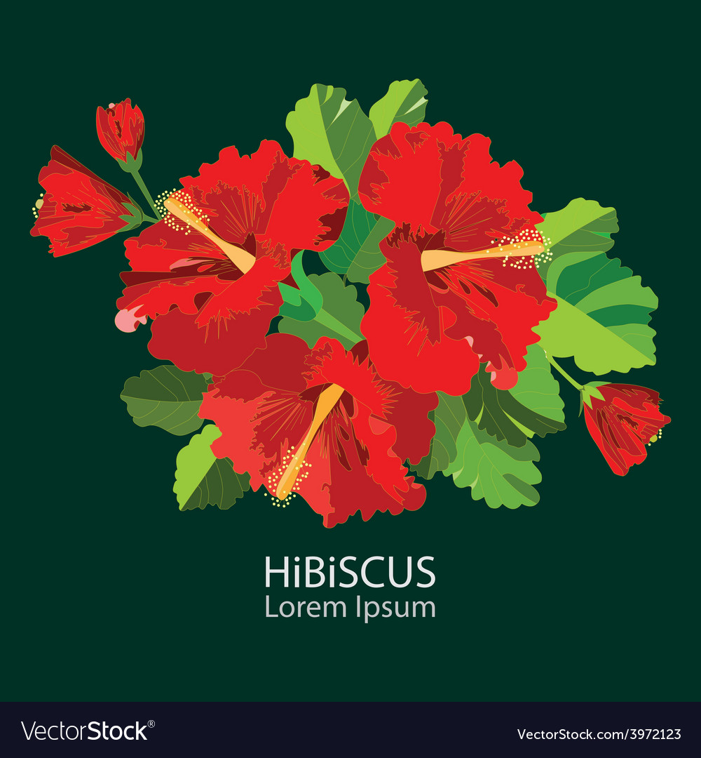 Hibiscus Royalty Free Vector Image - VectorStock