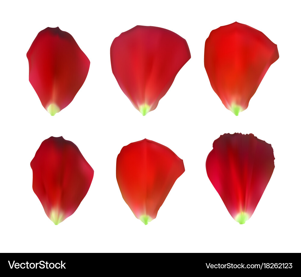 Set of naturalistic rose petals Royalty Free Vector Image