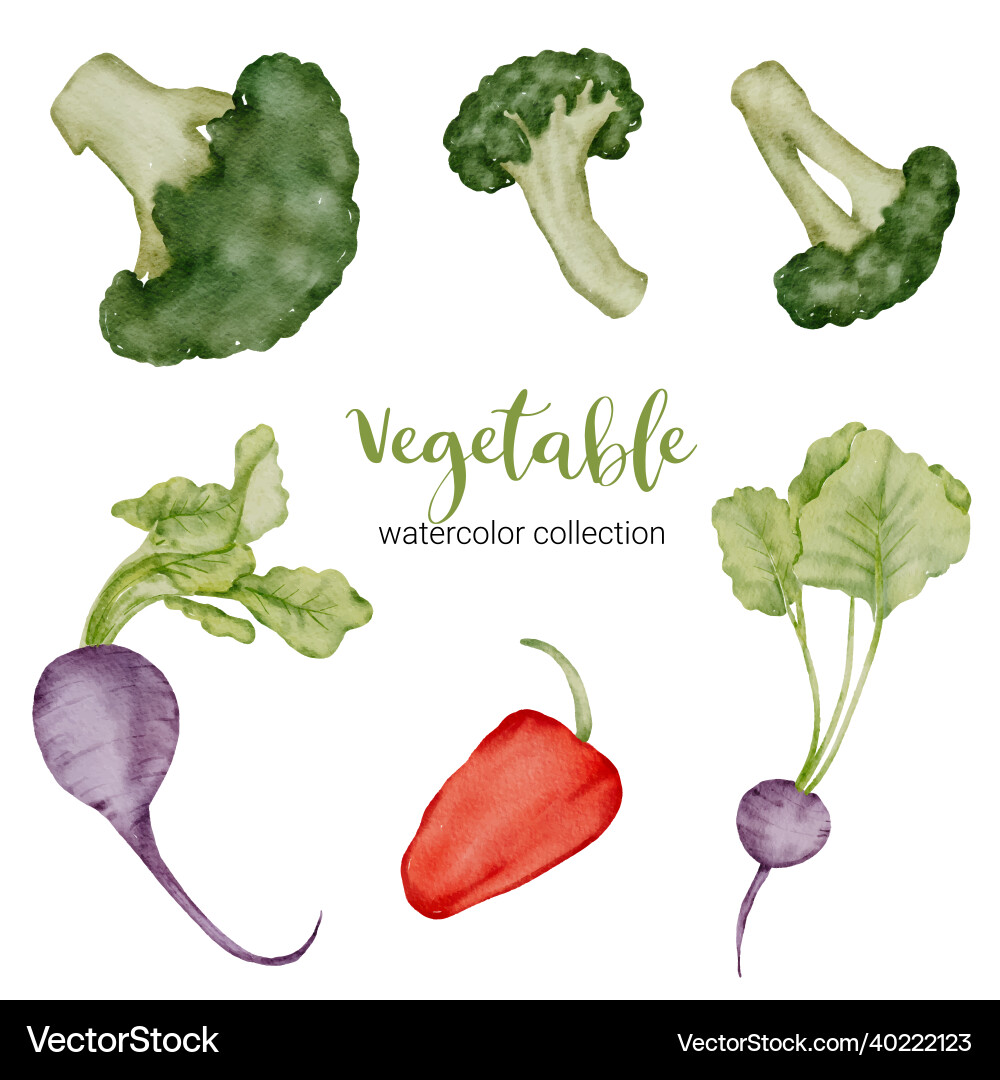 Vegetables in watercolor collection flat on white Vector Image
