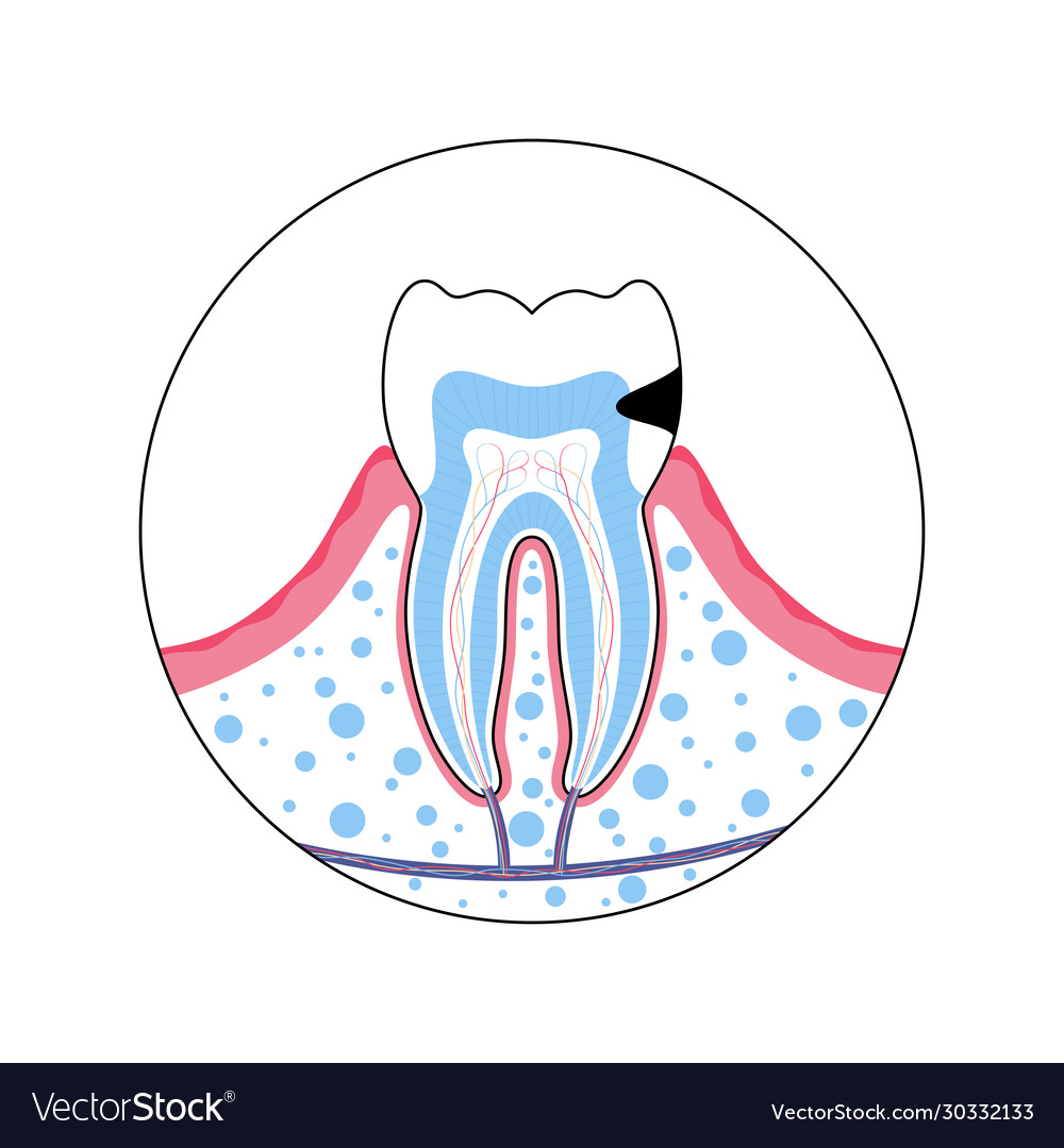 Isolated tooth Royalty Free Vector Image - VectorStock