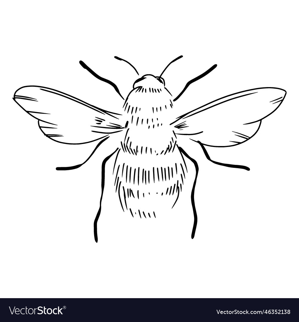 Bee hand drawn Royalty Free Vector Image - VectorStock