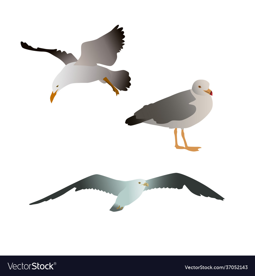 Seagulls Royalty Free Vector Image - VectorStock