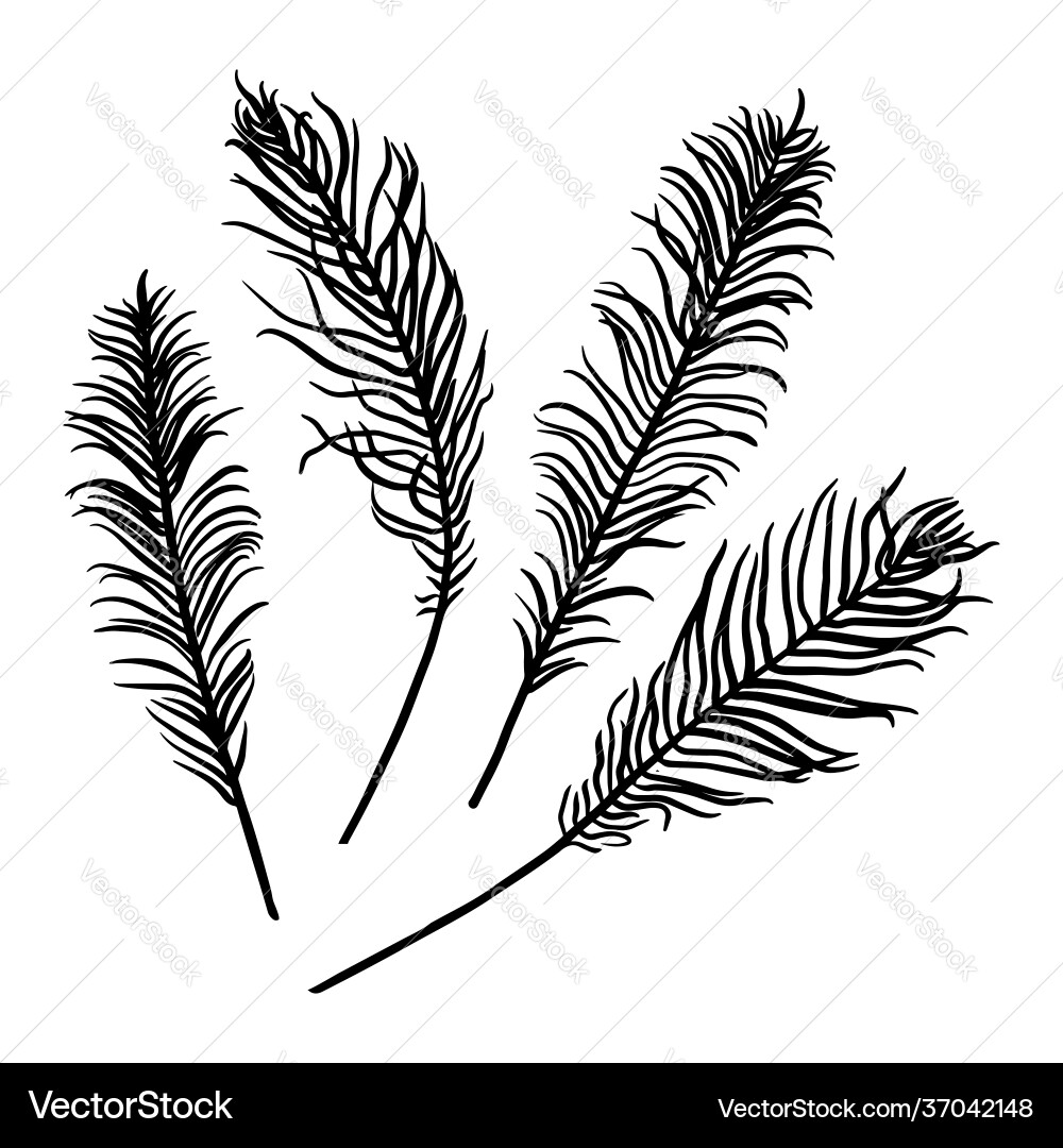 Set fern leaves contour drawing hand Royalty Free Vector