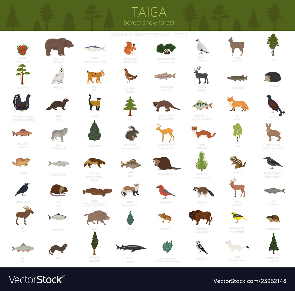 Taiga biome boreal snow forest terrestrial Vector Image