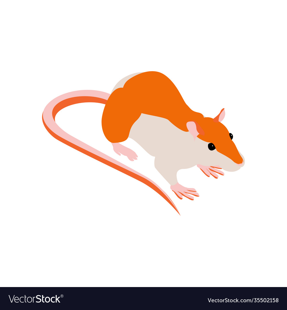 Pet mouse isometric composition Royalty Free Vector Image