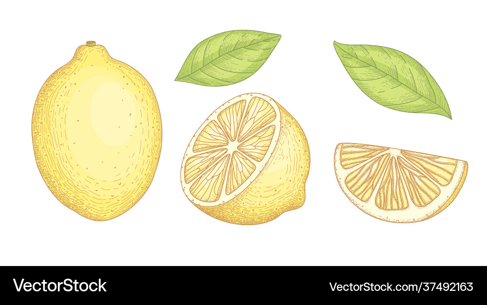 Collection detailed drawings whole and cut Vector Image