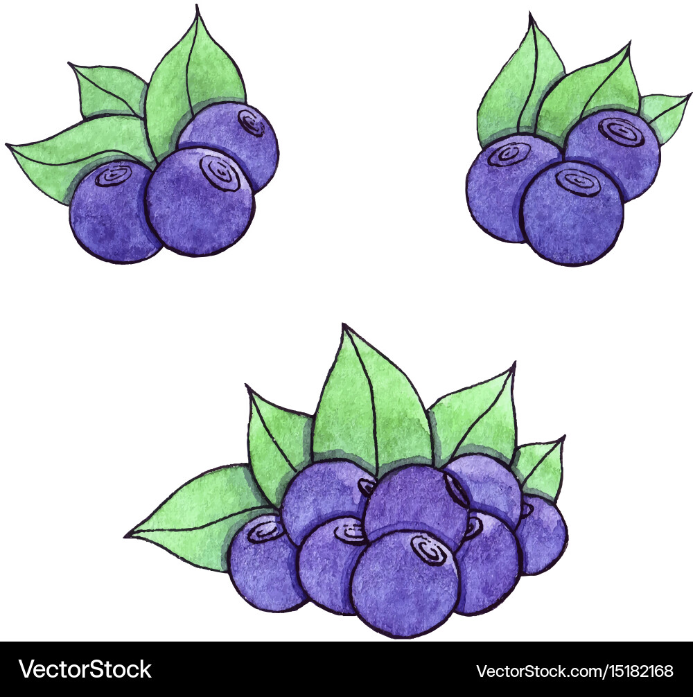 Hand drawn watercolor blueberry isolated Vector Image