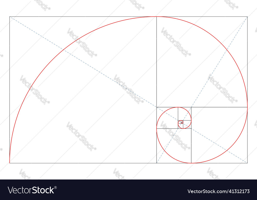 Accurate correct fibonacci golden ratio spiral Vector Image