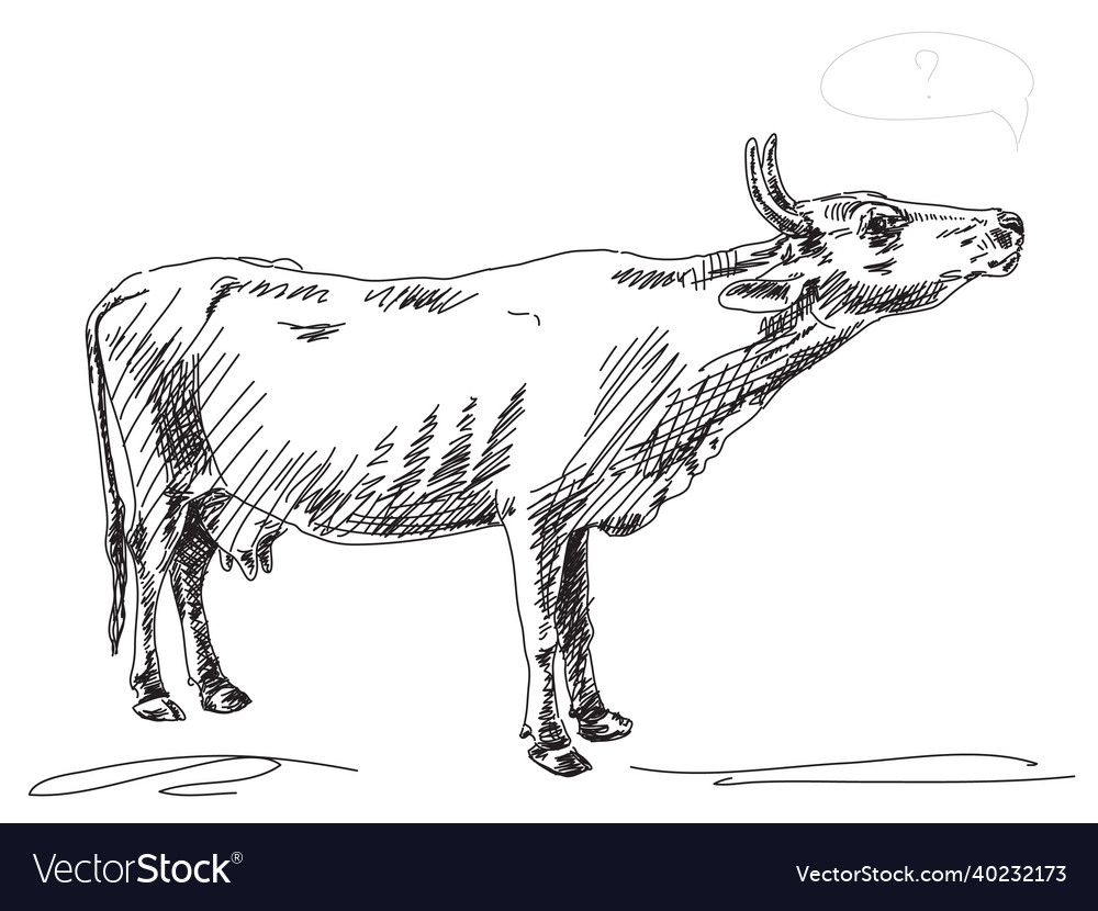 Cow hand drawn Royalty Free Vector Image - VectorStock