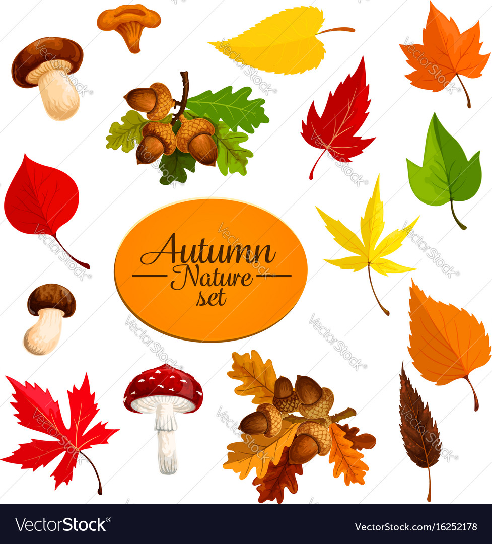 Autumn falling leaf forest mushrooms set Vector Image