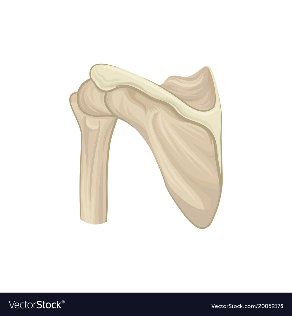 Structure scapula shoulder blade or wing bone Vector Image