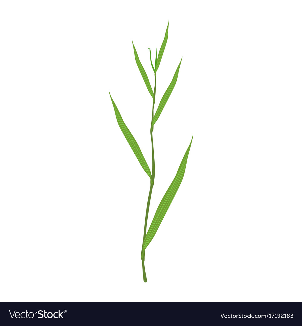 Sedge green grass Royalty Free Vector Image - VectorStock