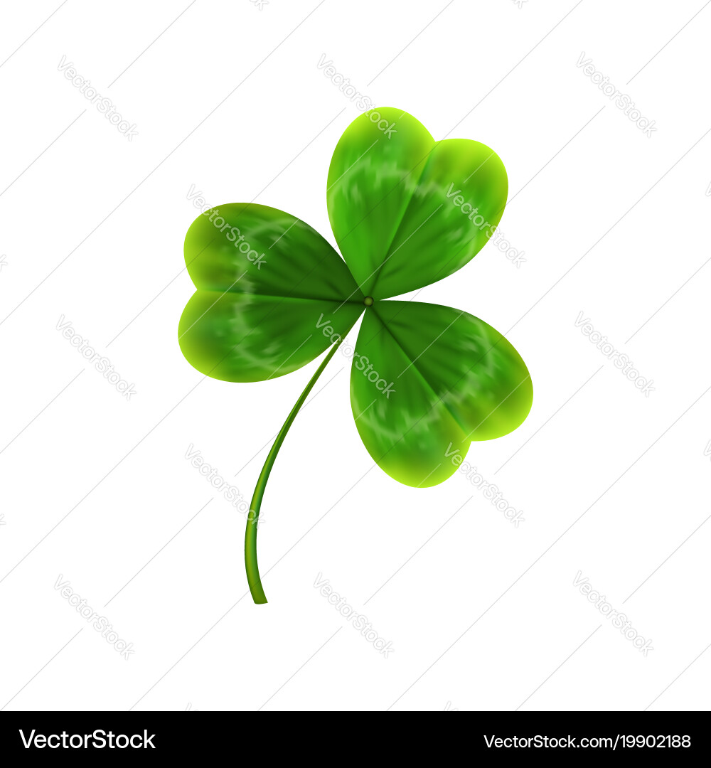 Green leave of clover realistic Royalty Free Vector Image