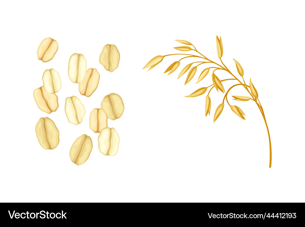 Scattered oatmeal and grain spikelet as whole Vector Image