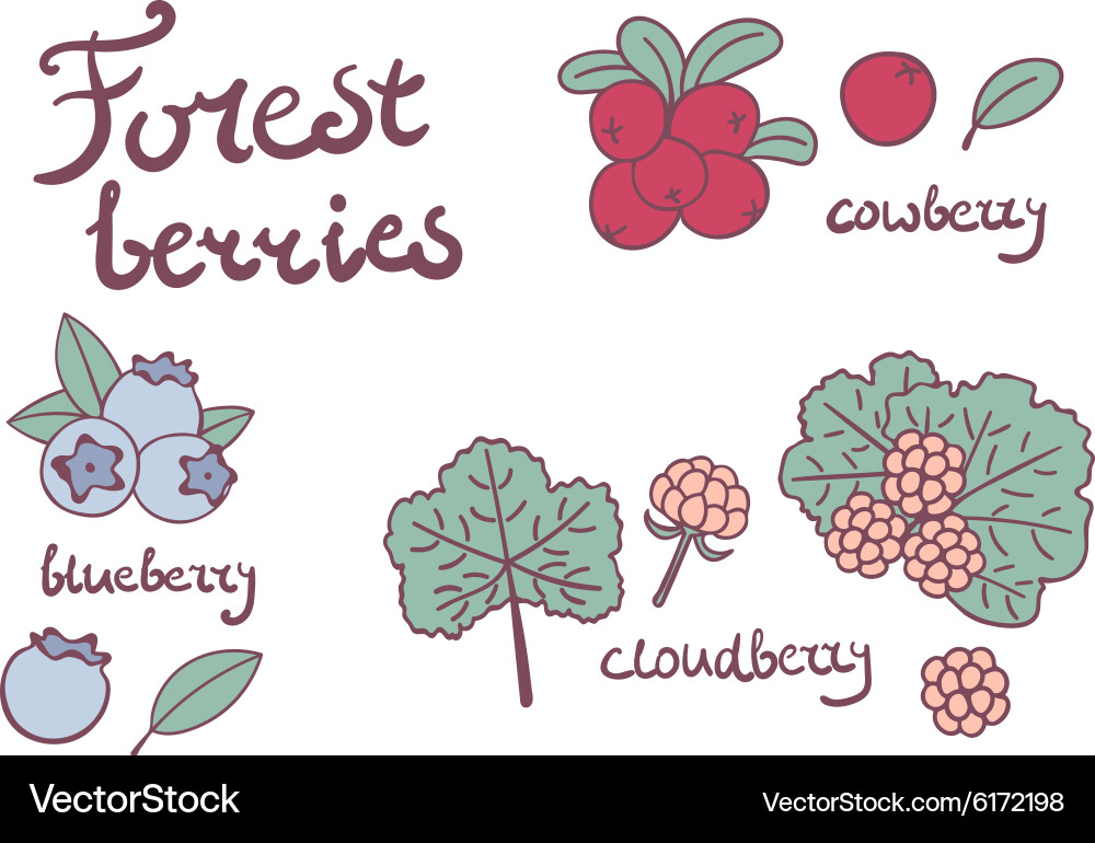 Forest berries collection Royalty Free Vector Image