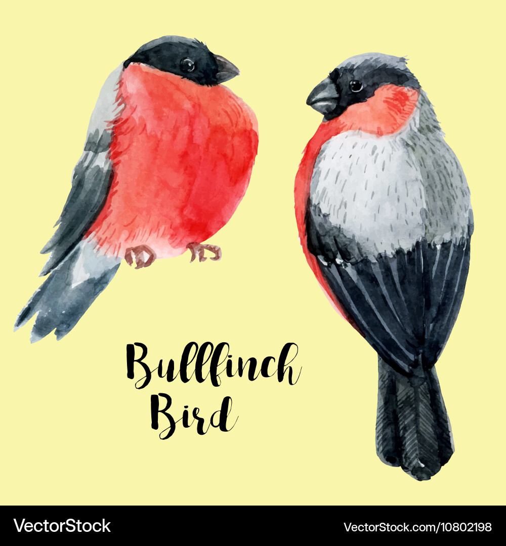 Watercolor hand drawn bullfinch Royalty Free Vector Image