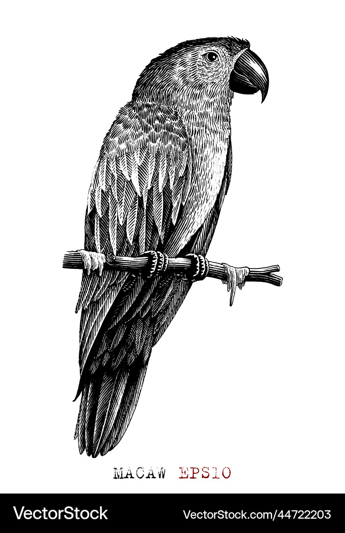 Macaw hand draw vintage engraving style Royalty Free Vector
