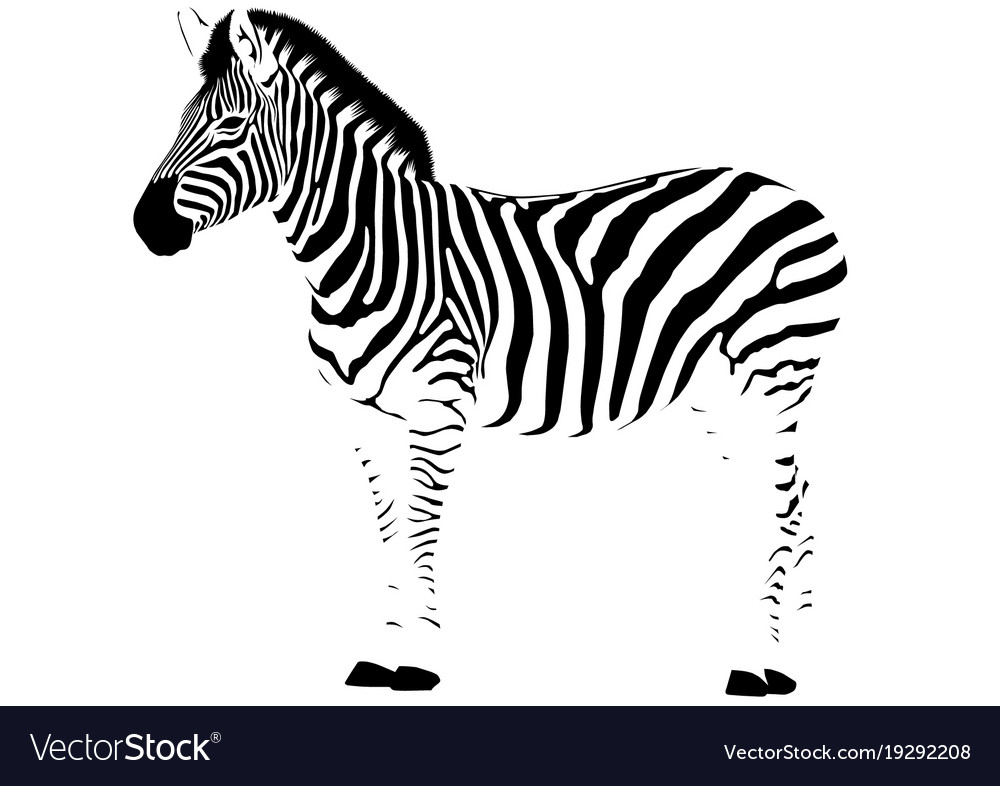 Zebra Royalty Free Vector Image - VectorStock