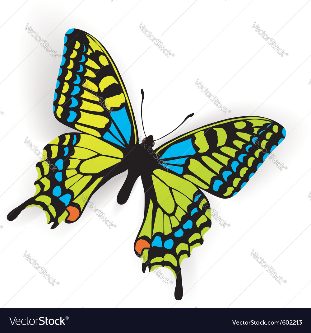 Butterfly Royalty Free Vector Image - VectorStock