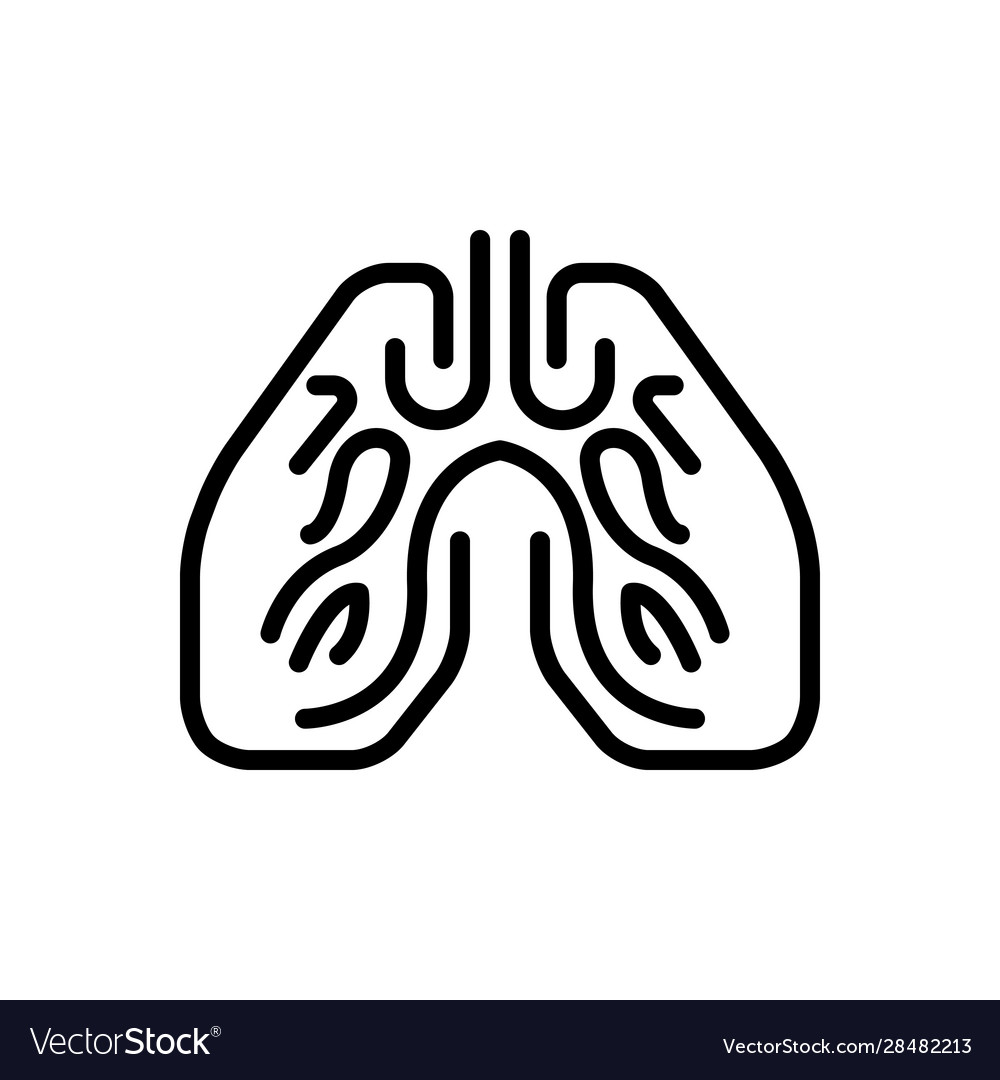 Lungs Royalty Free Vector Image - VectorStock