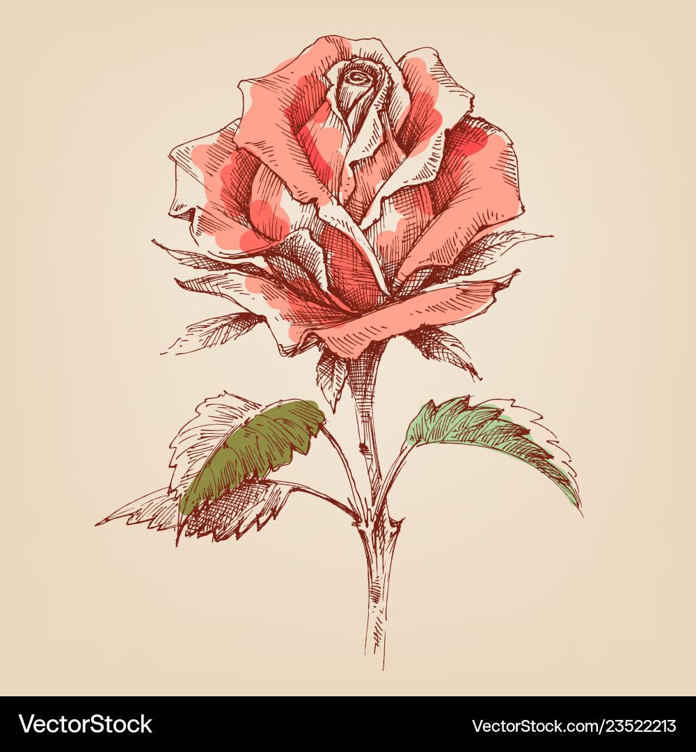 Pink rose hand drawn in retro style Royalty Free Vector