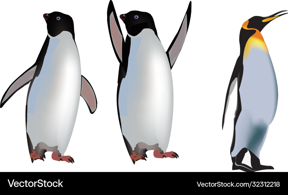 Animals polar birds cold-blooded penguins Vector Image