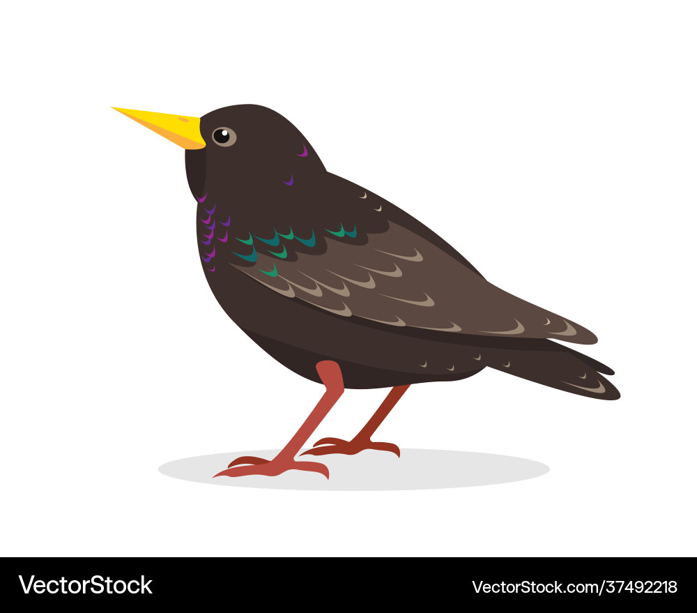 Starling bird icon isolated on white background Vector Image