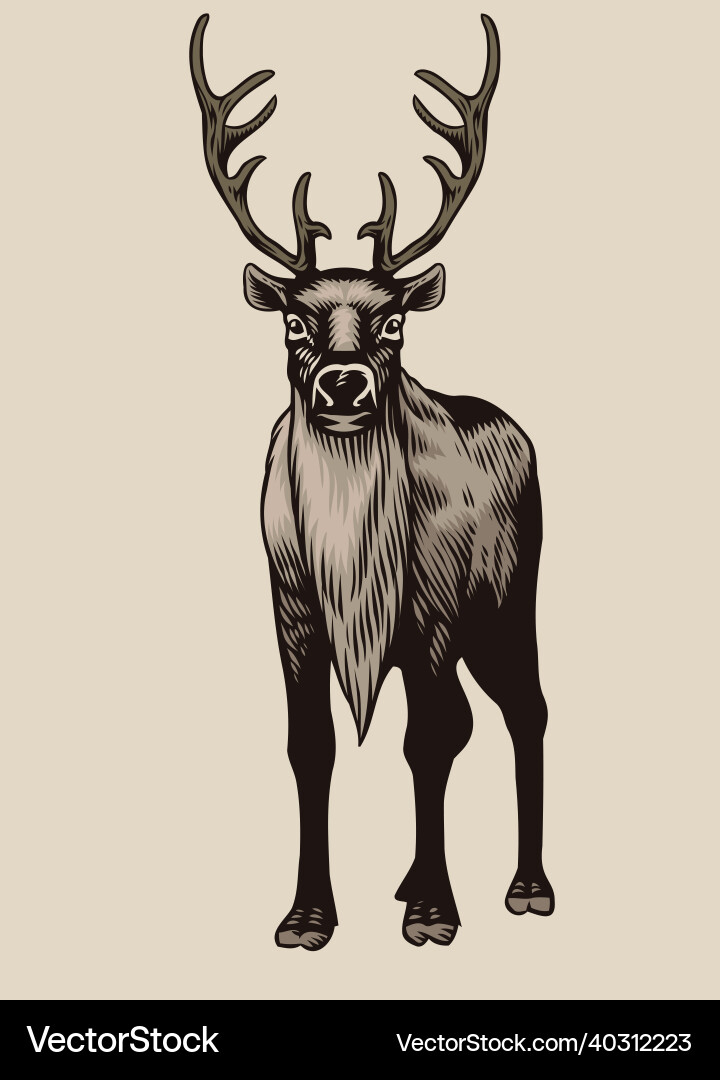 Drawing of reindeer standing Royalty Free Vector Image