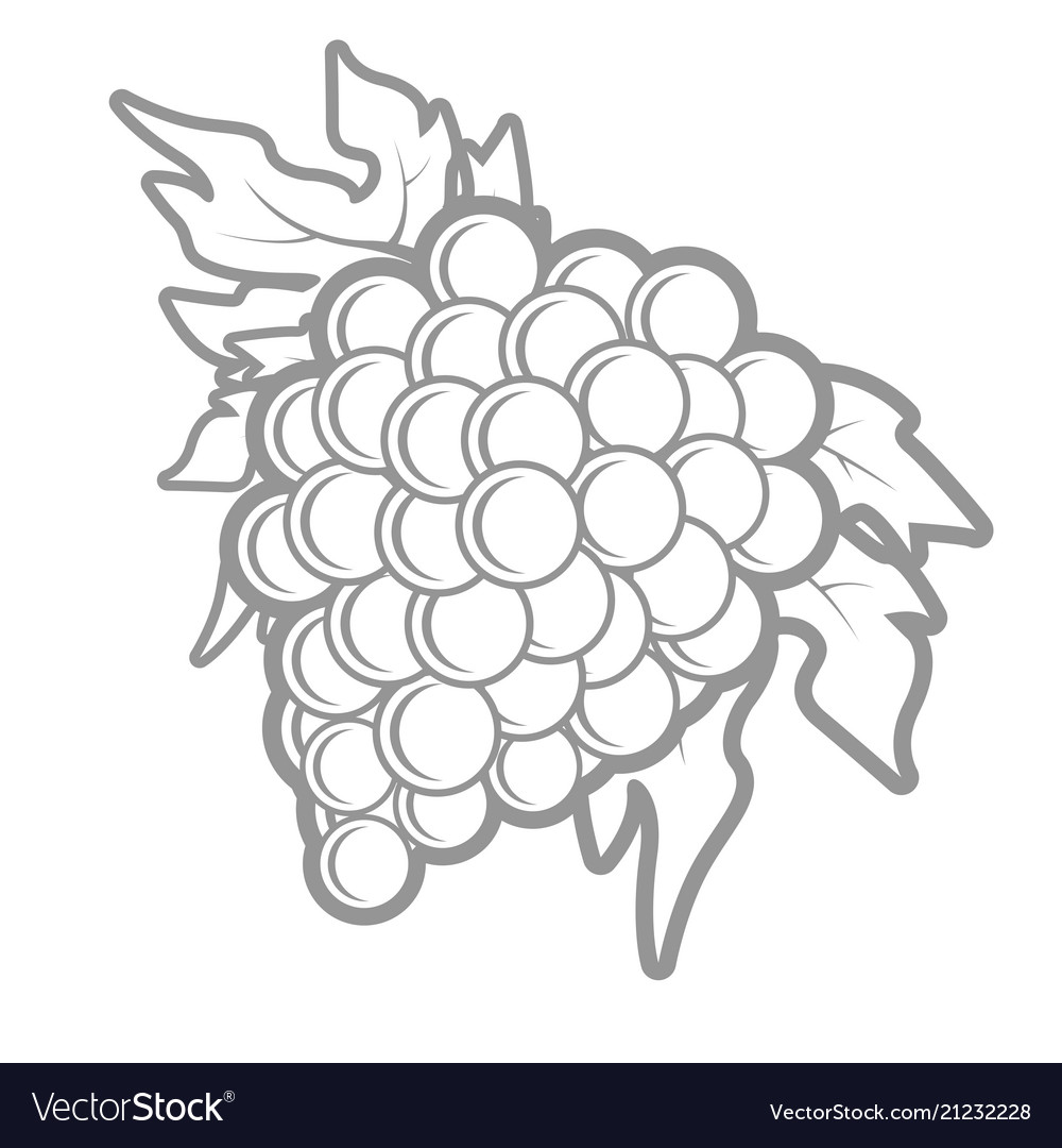 Outline of bunch of grapes in simple style Vector Image