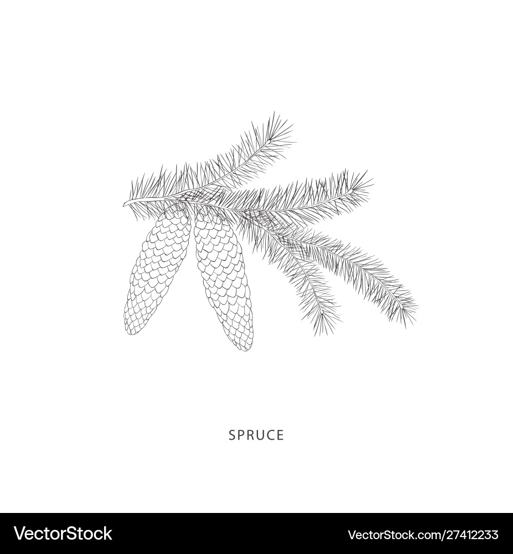Hand drawn branch plant line art Royalty Free Vector Image