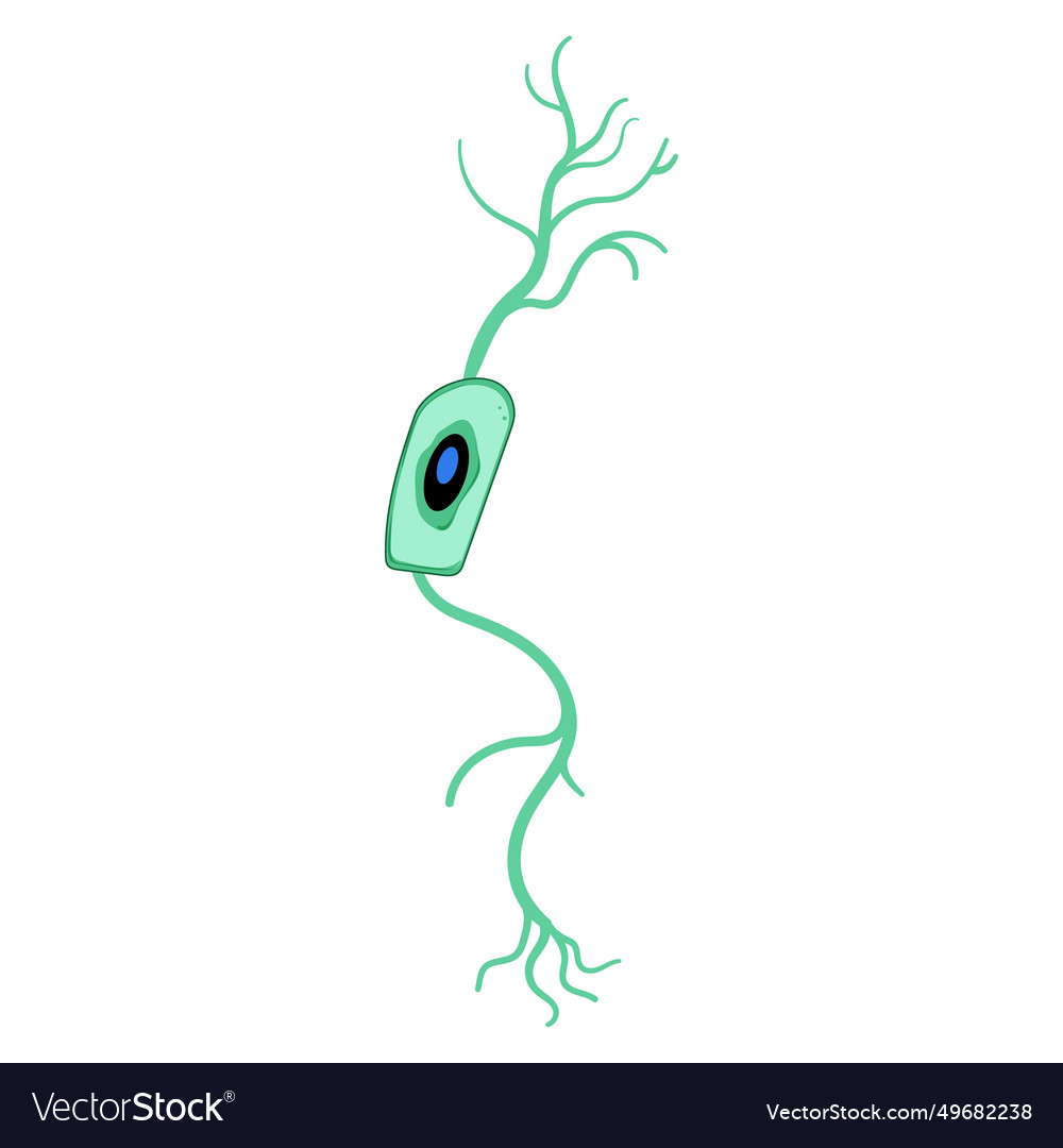 Structure neurons cartoon Royalty Free Vector Image Structure neurons cartoon Royalty Free Vector Image