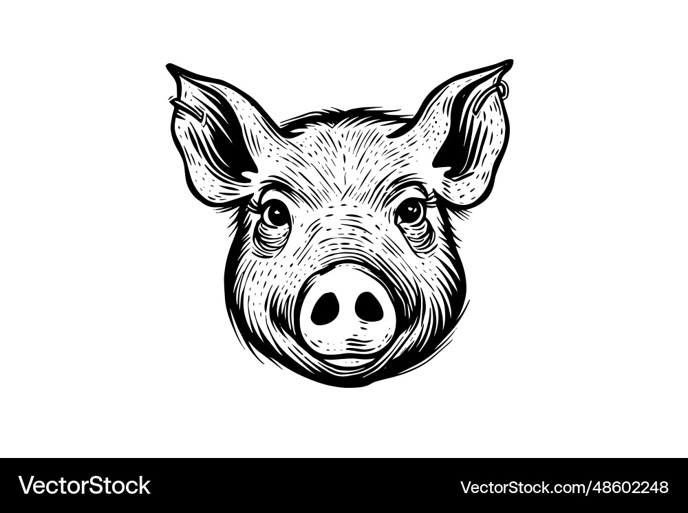 Cute pig or pork head engraving style Royalty Free Vector