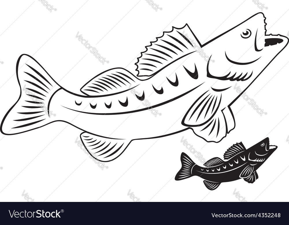 Fish perch Royalty Free Vector Image - VectorStock
