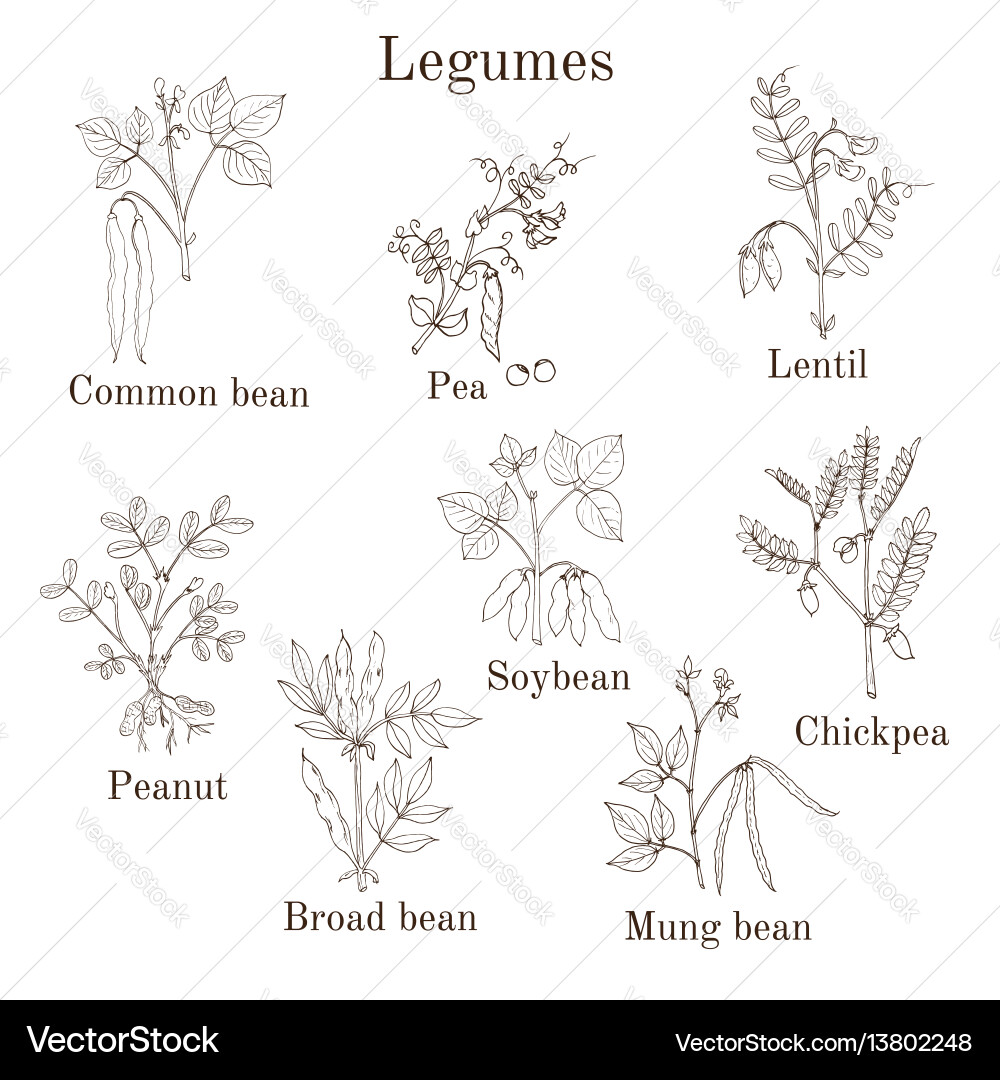 Hand drawn set culinary agricultural legume Vector Image