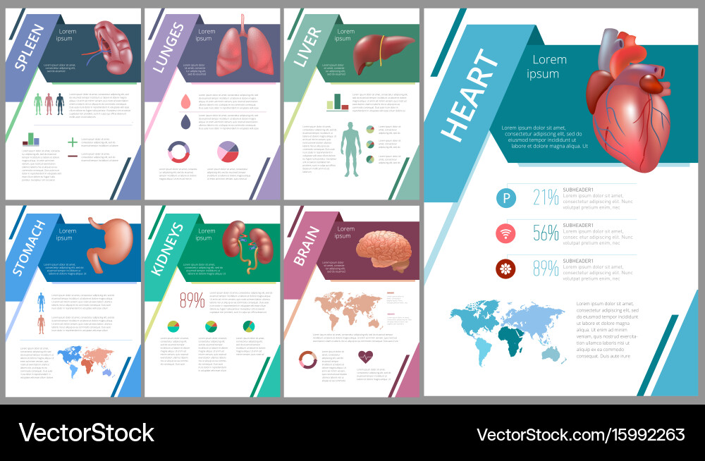 Internal human organs infographic spleen Vector Image