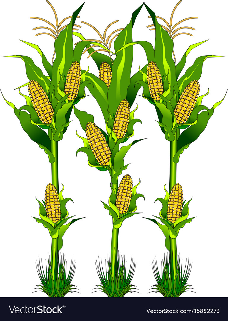 Corn on field Royalty Free Vector Image - VectorStock