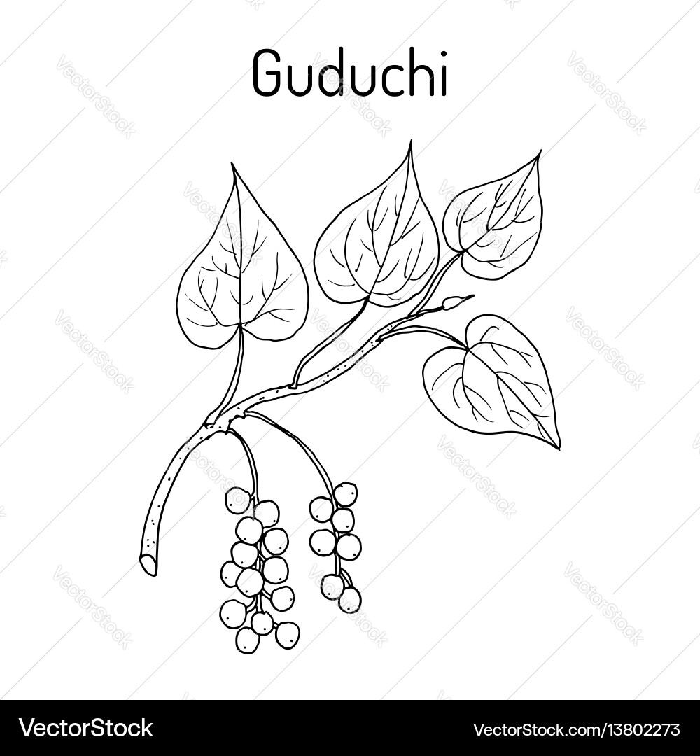 Guduchi transport ayurvedic medicinal Royalty Free Vector