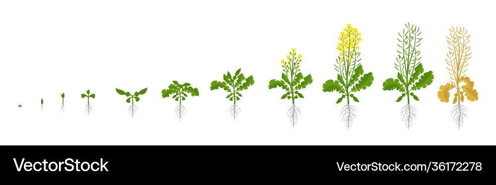 Rapeseed oilseed rape plant growth stages Vector Image