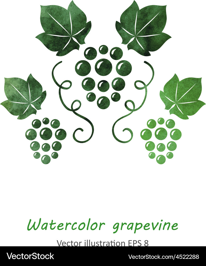 Watercolor style green grapevine Royalty Free Vector Image