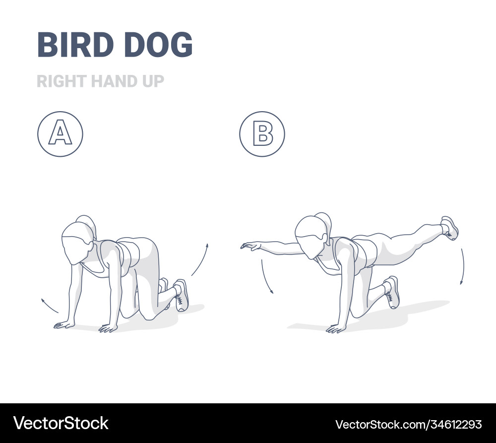 Bird dog woman home workout exercise guide Vector Image