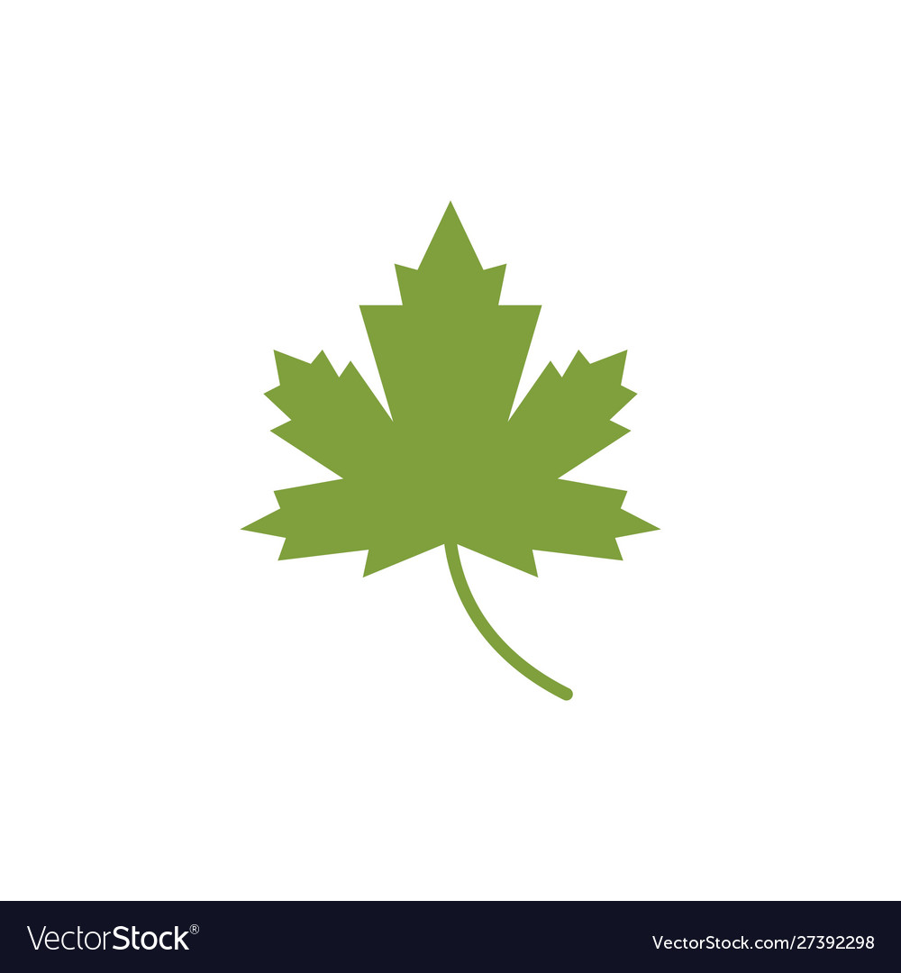Maple leaf Royalty Free Vector Image - VectorStock