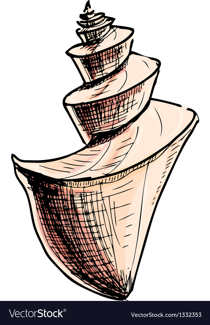 Sea shell Royalty Free Vector Image - VectorStock