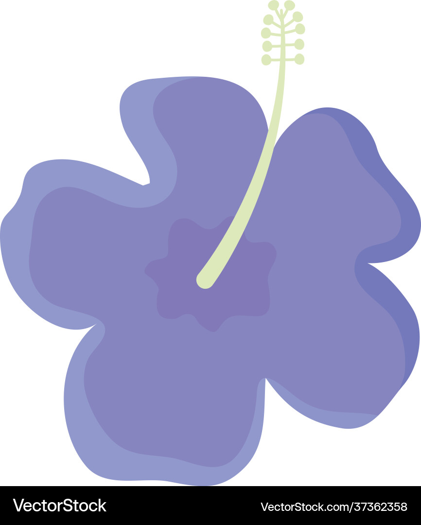 Purple hibiscus flower Royalty Free Vector Image