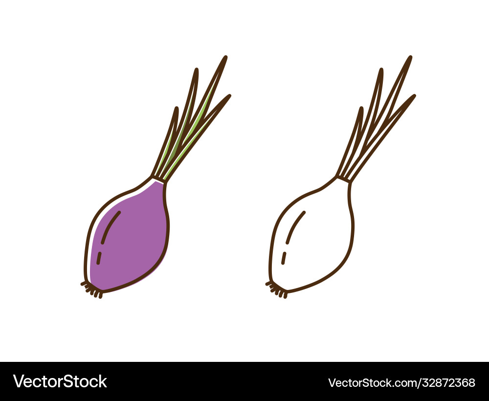 Set colorful and monochrome red onion Royalty Free Vector