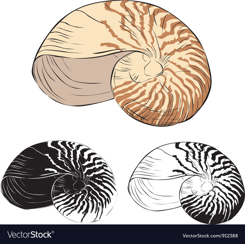 Oceanic isolation shell Royalty Free Vector Image
