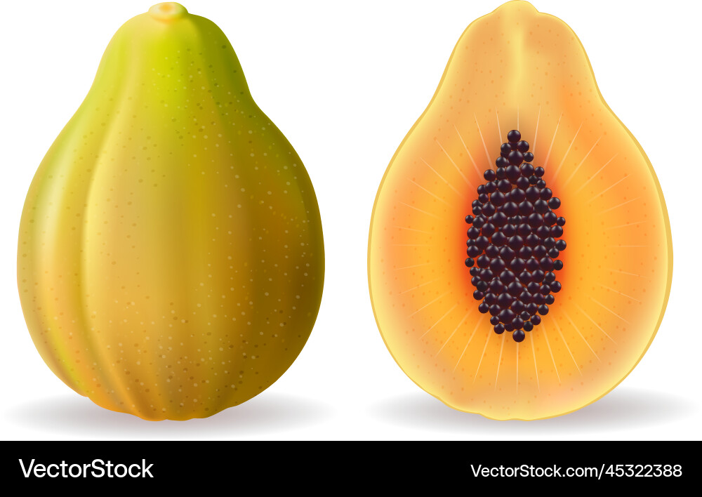 Realistic papaya isolated on white Royalty Free Vector Image