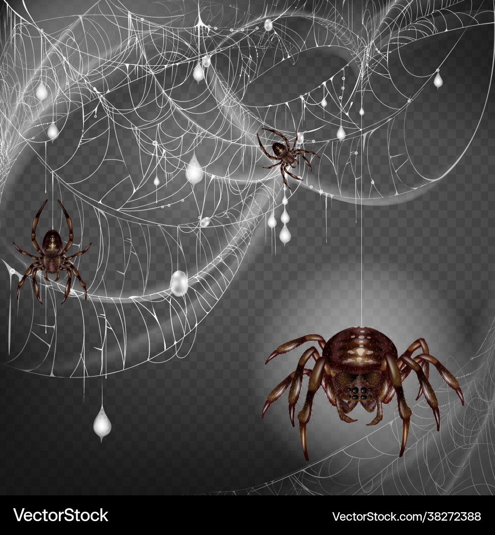 Web with frightening spiders 3d realistic Vector Image