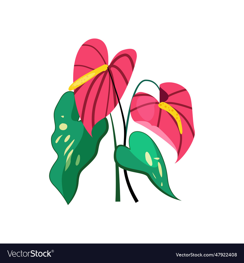 Anthurium flower Royalty Free Vector Image - VectorStock
