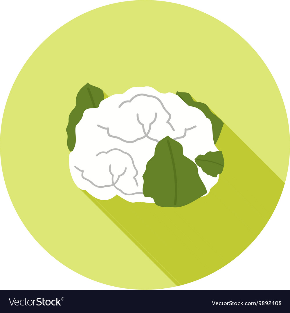 Cauliflower Royalty Free Vector Image - VectorStock