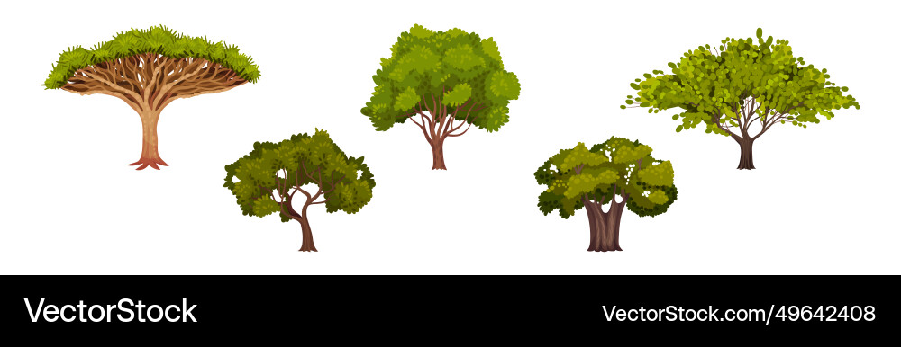 Green trees with lush crown and trunk set Vector Image